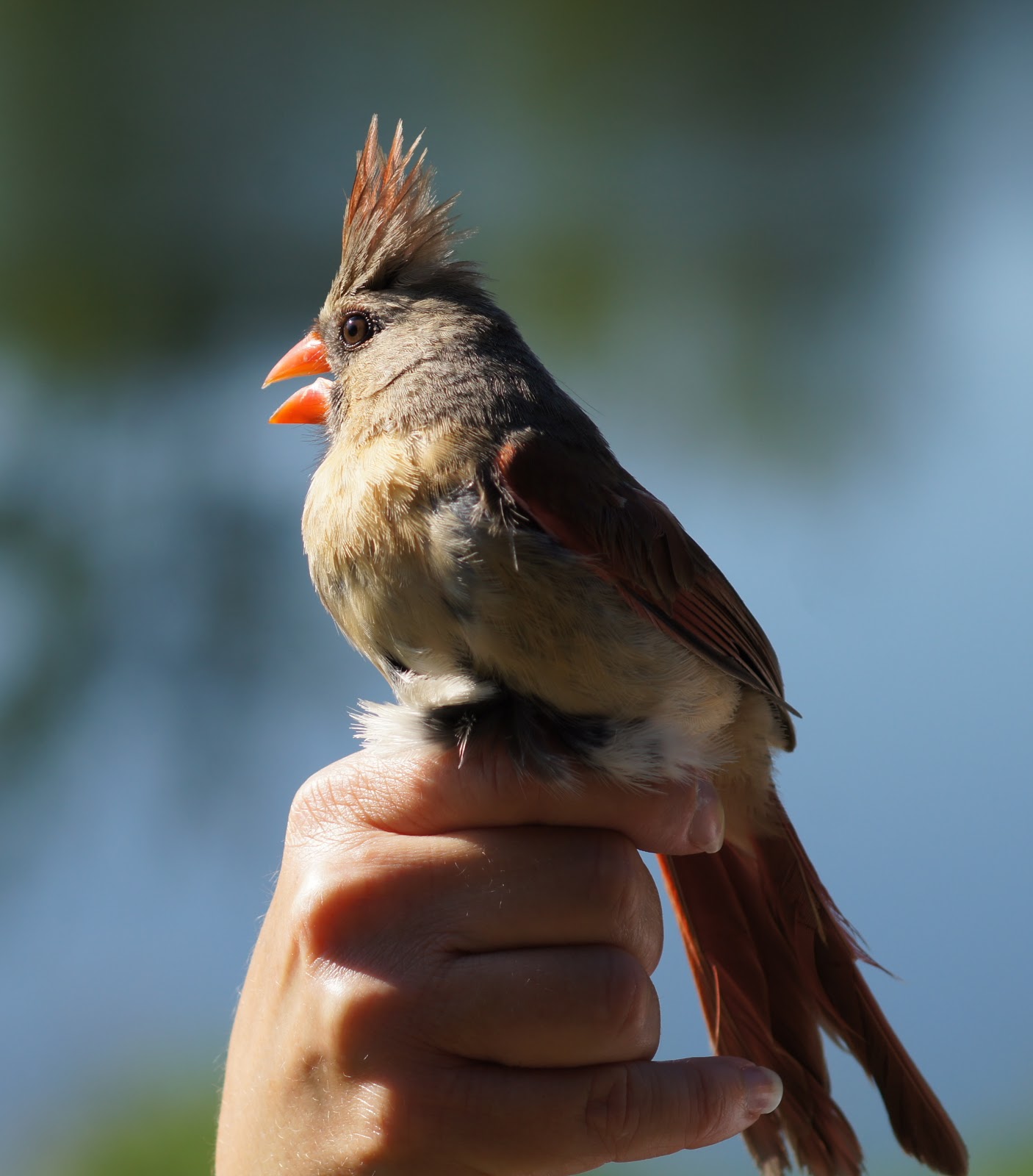 Things with Wings: Visit to Auburn Bird Banding Project III