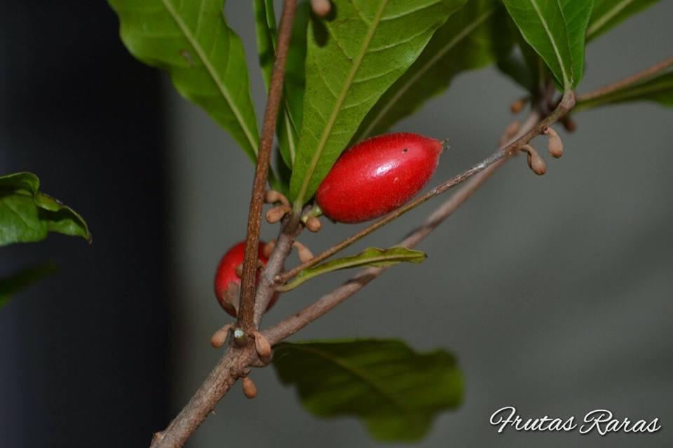 Synsepalum dulcificum - Fruta-do-milagre, Fruta-milagrosa; Miracle ...