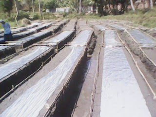 IPKINDO LOMBOK TIMUR: Pengembangan Metode Pembuatan Bedeng Sapih