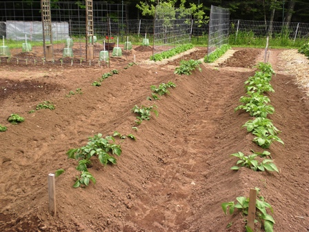 A Home Grown Journal: Rows in the Garden