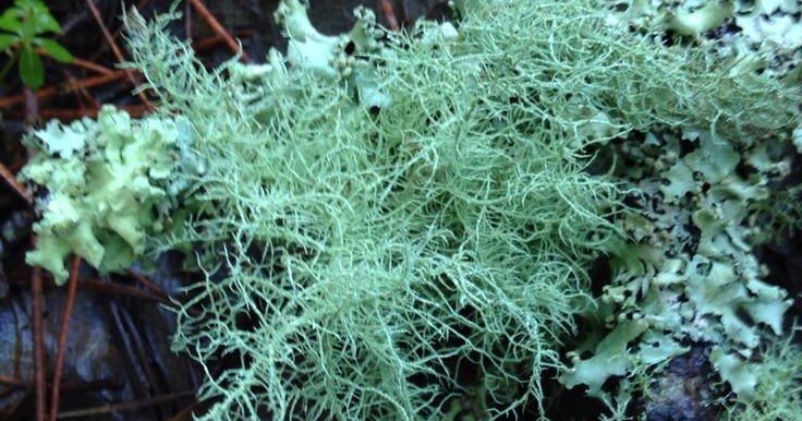 About Health: Usnea