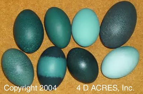 GEE Funny Farm: Emu Essentials