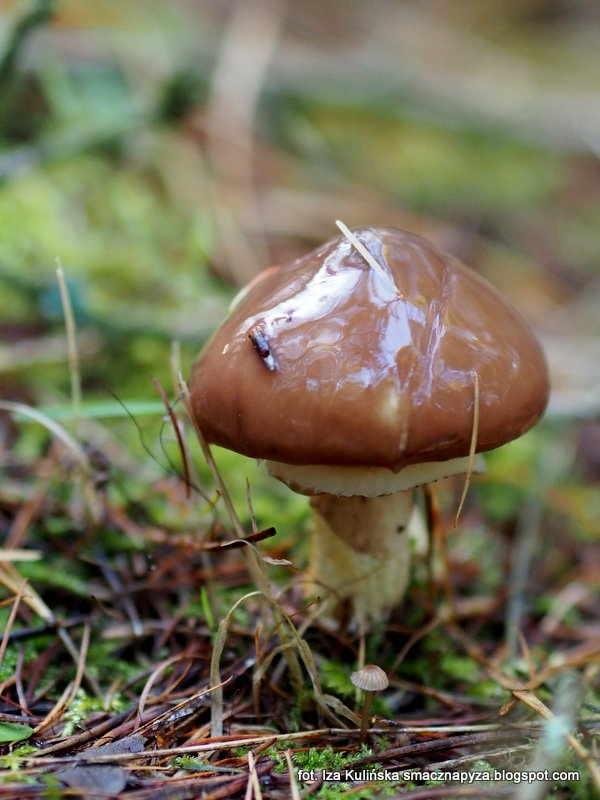 Maślak zwyczajny | Smaczna Pyza