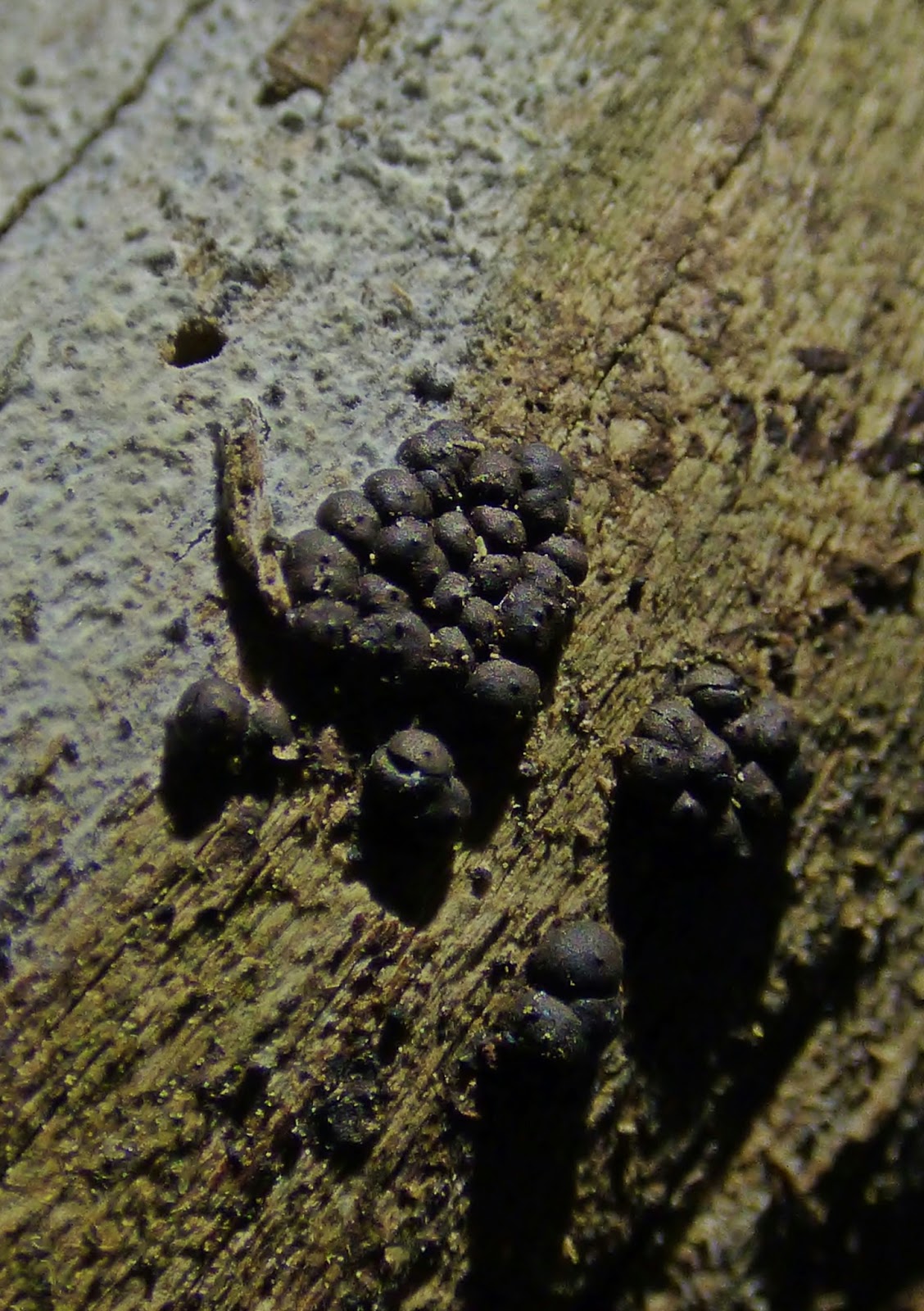 Setas y Hongos de Tineo : ROSELLINIA AQUILA (Fr.) Ces. & De Not.