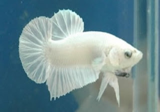 Male or Female ~ Nice Betta