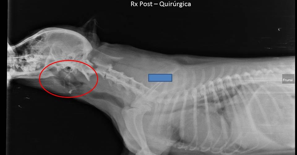 CLINICA VETERINARIA FAUNA HOGAR: Palatoplastía en paciente Jack Russel