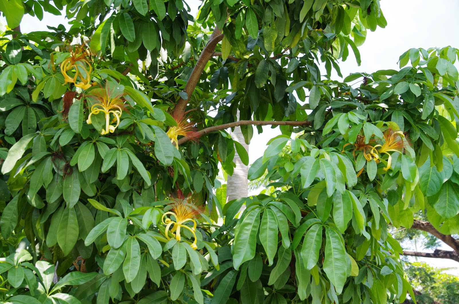 Trees and Plants: Money Tree, Guiana Chestnut
