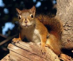 The News For Squirrels: Squirrel Facts: The Endangered Mount Graham Red ...