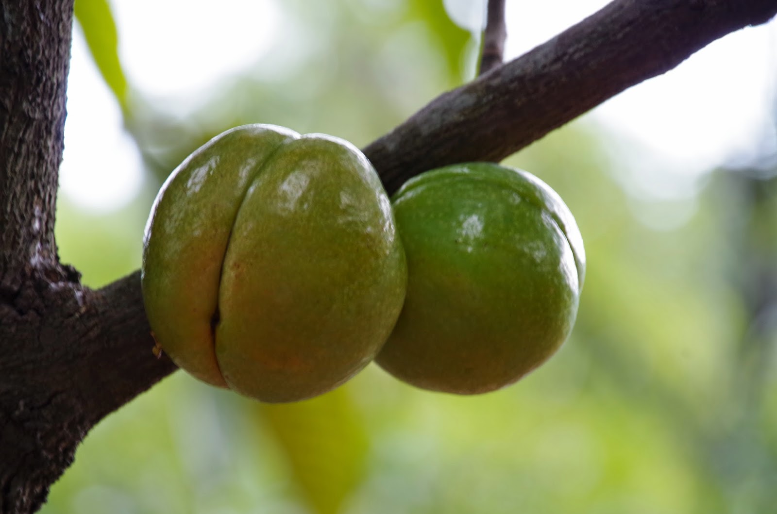 Trees and Plants: Cabbage Leafed Nutmeg