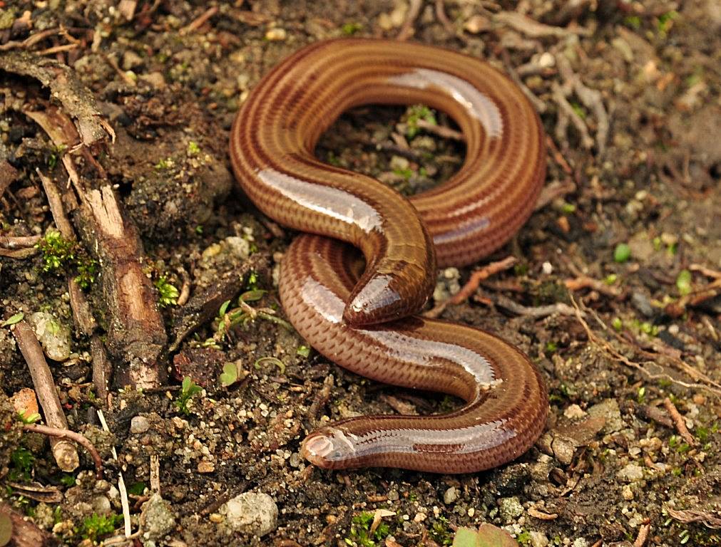 Ofidico: Typhlopidae Typhlops