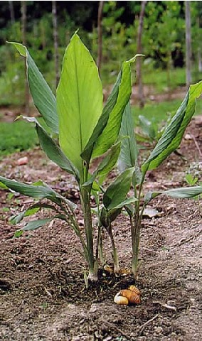 Herbal plants of Sri Lanka: Kaha, Ath kaha(Curcuma longa (Tumeric))