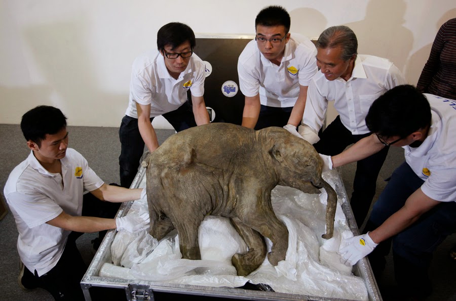 Blog de palma2mex : Lyuba la bebé mamut se expone en Europa