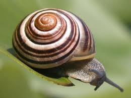 VOGELMARKT EN KARAKOLLEN