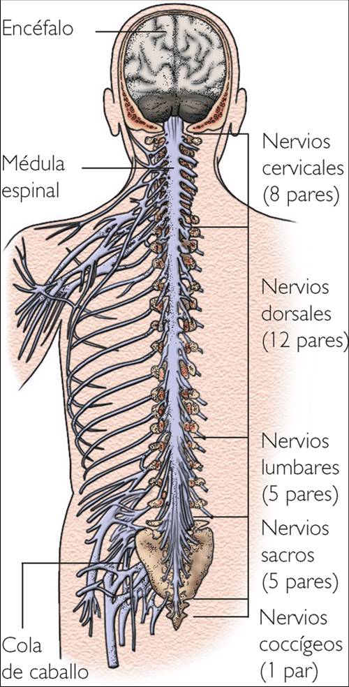 Fisiología: Unidad IV: Sistema nervioso