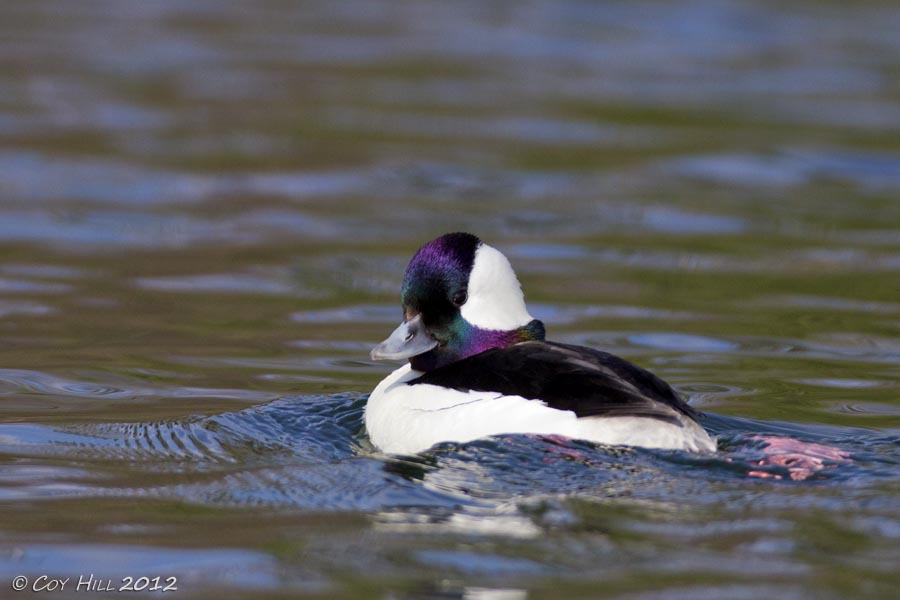 Country Captures: Buffleheads Up Close