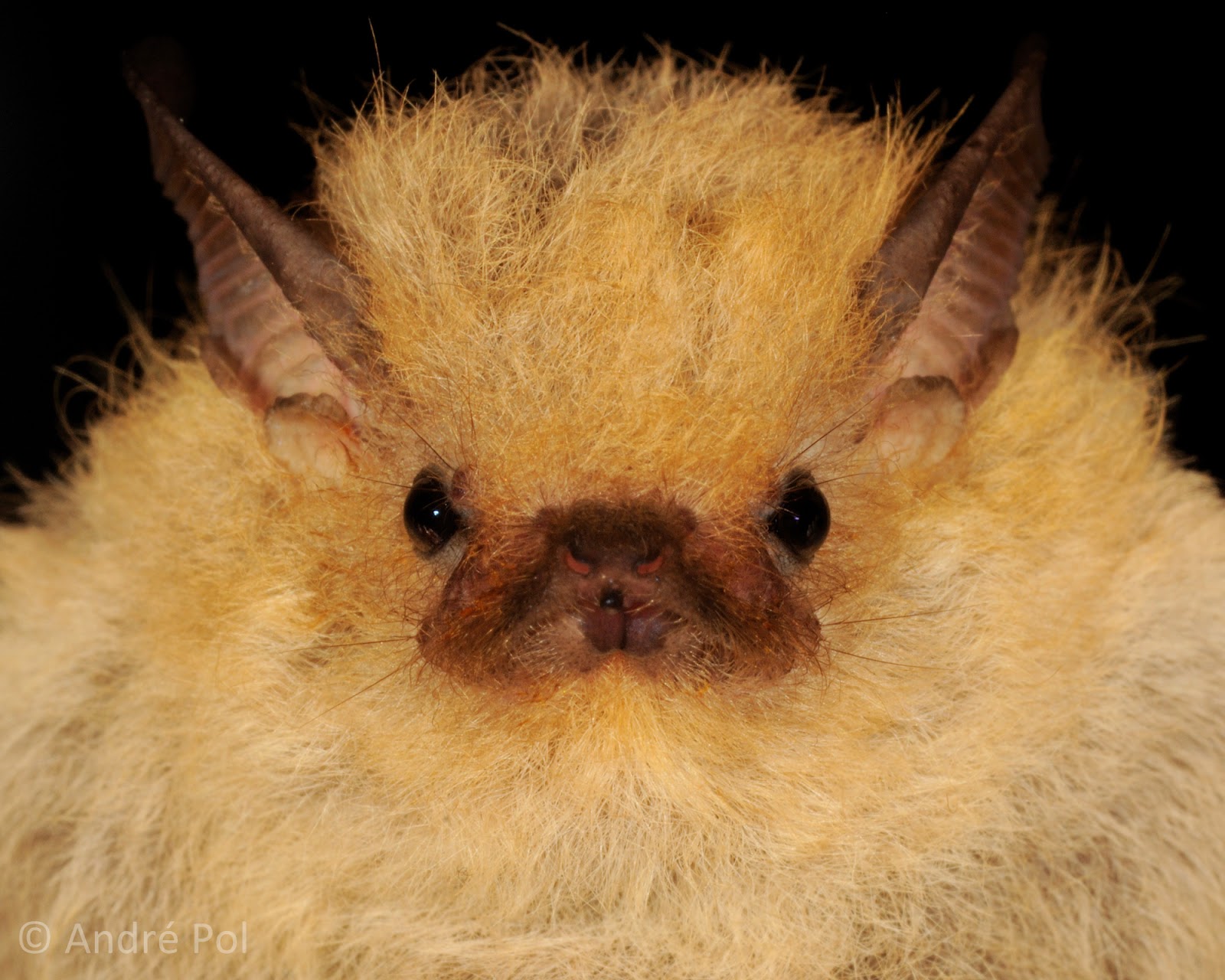 Morcegos do Brasil: Centronycteris maximiliani