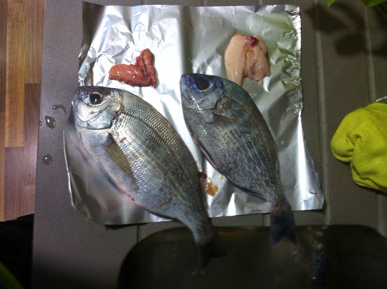 PescAVIZOR.Secretos de un pescador de TORREVIEJA: LA CHOPA: LA ...