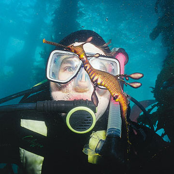 Sea Dragon - Leafy & Weedy Sea Dragons, Photos, Information, Habitats ...