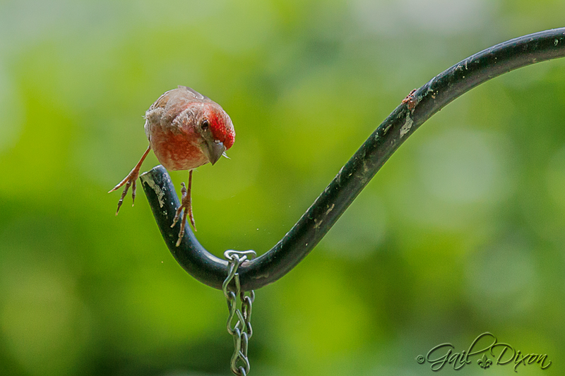 Louisiana Belle: Afternoon at the Swamp