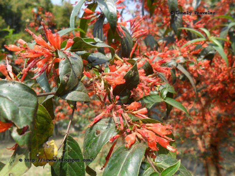 Dhai Ful(ধাই ফুল) - Woodfordia fruticosa