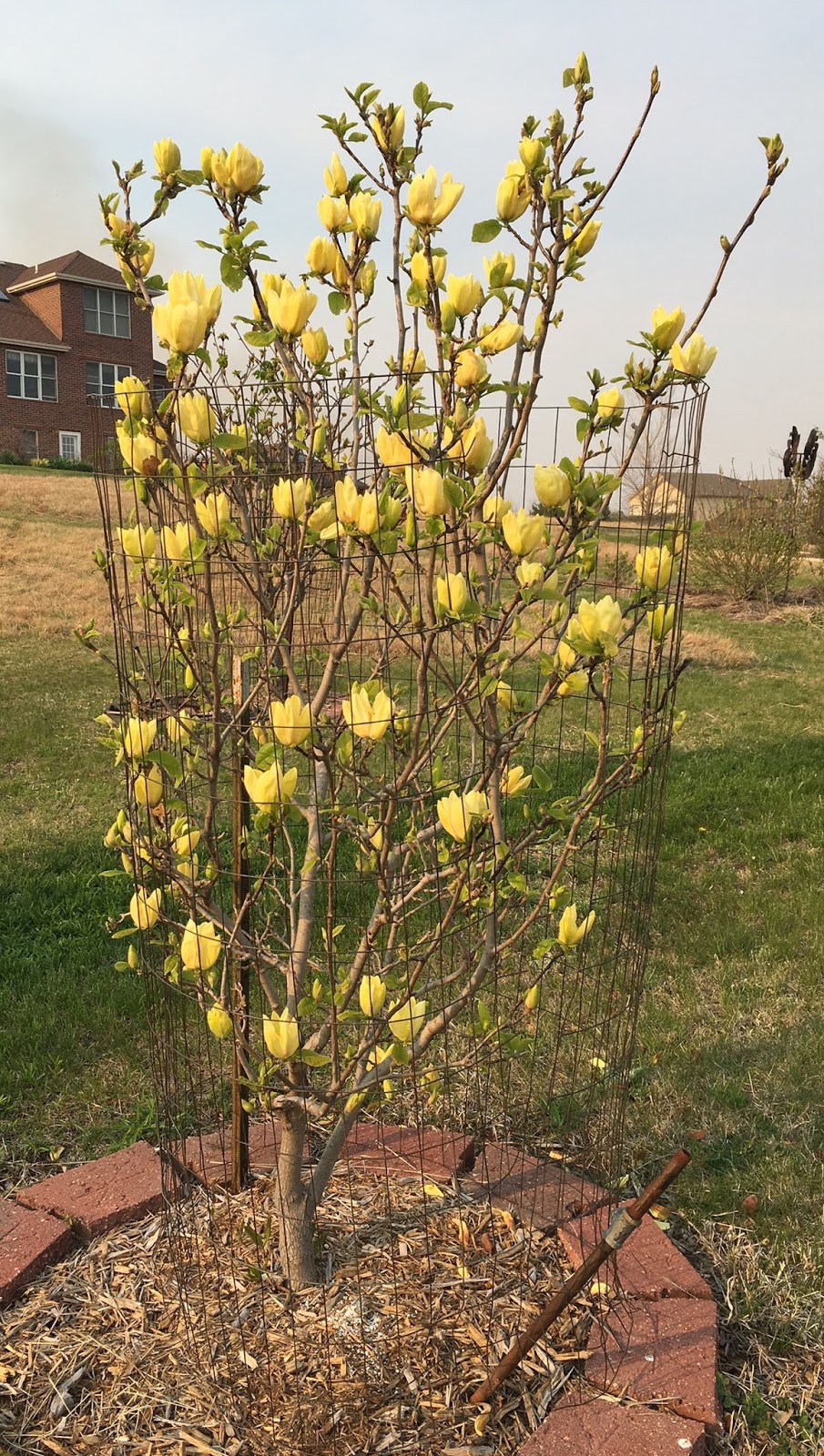 Garden Musings: Yellow Bird Grows