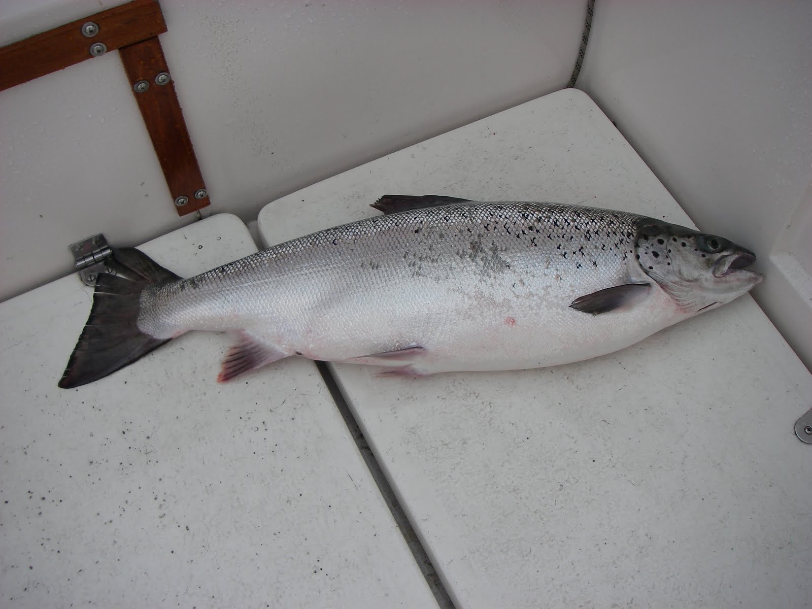 Kluck Sportfiskecharter Åmål