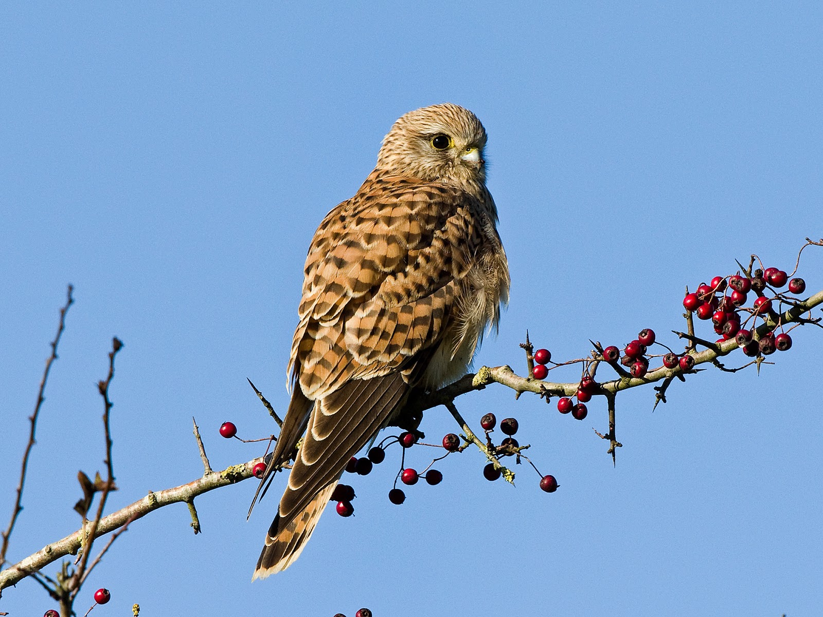 Martin's Sussex Birding Blog: Red Kites