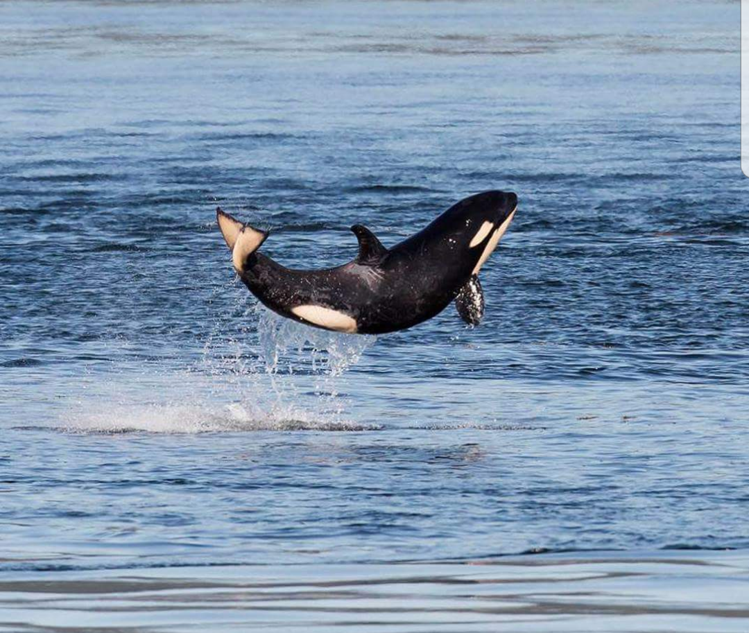 OPenDoorPotion: Update J35 Tahlequah J50 Scarlet , Southern Resident ...