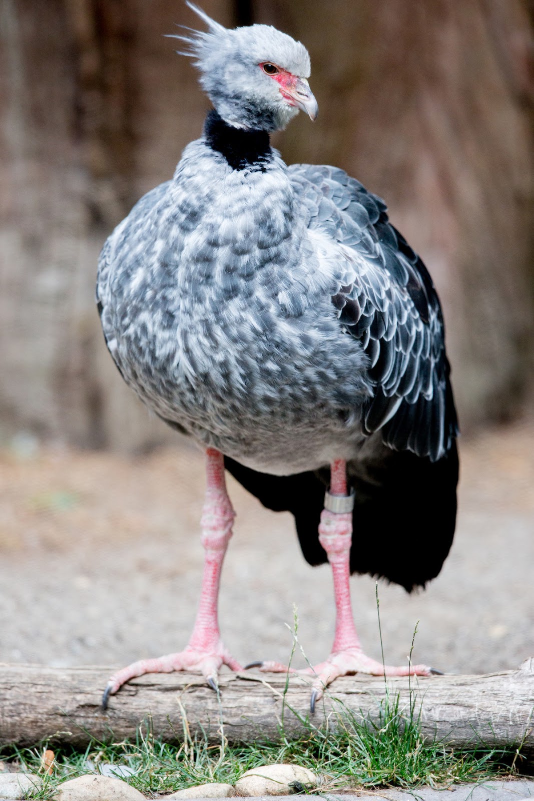 Fluffy news: 2-week-old crested screamer chicks growing strong