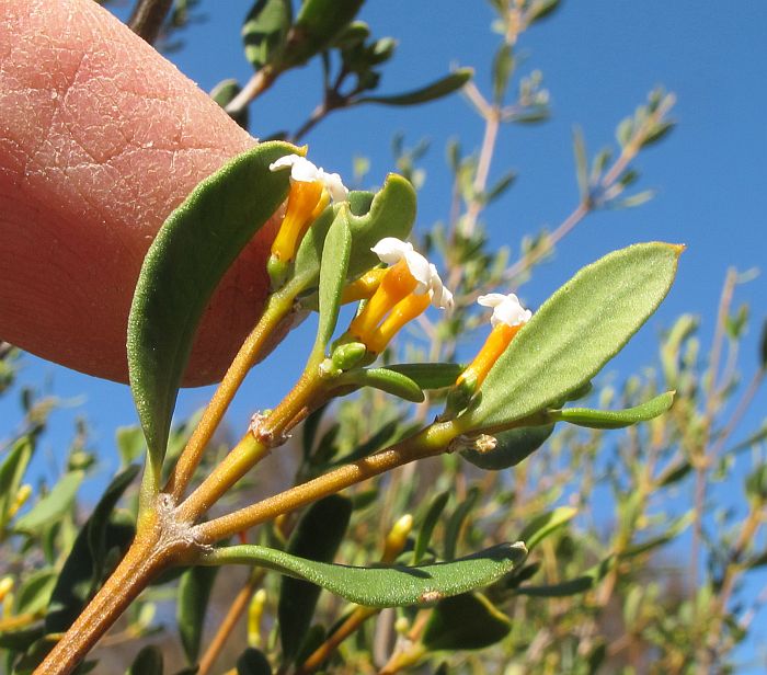 Esperance Wildflowers: Alyxia buxifolia – Sea Box