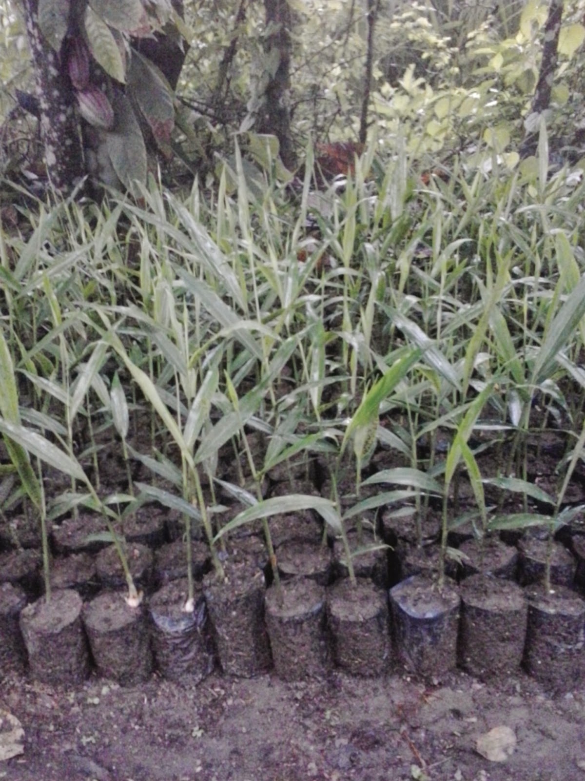 BUDIDAYA TANAMAN JAHE BERPELUANG JADI JUTAWAN: BUDIDAYA JAHE GAJAH DAN ...