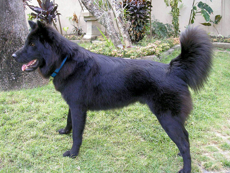 Breeds Dog: Kintamani Dog Native of Indonesia