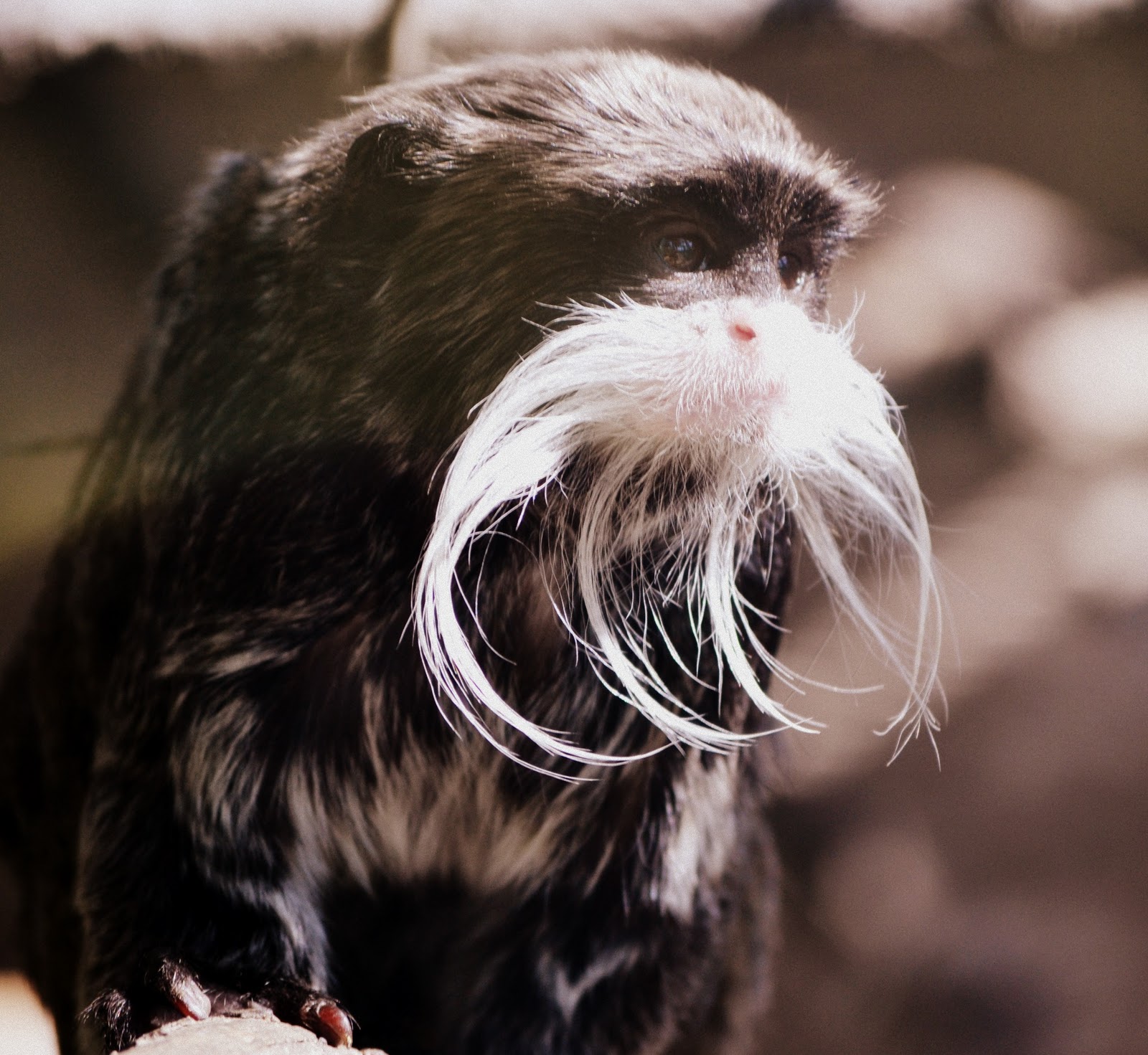 NazDi: Un PosT AniMaL