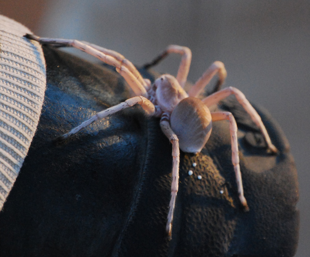 Footloose with Diana: Dancing White Lady Spider