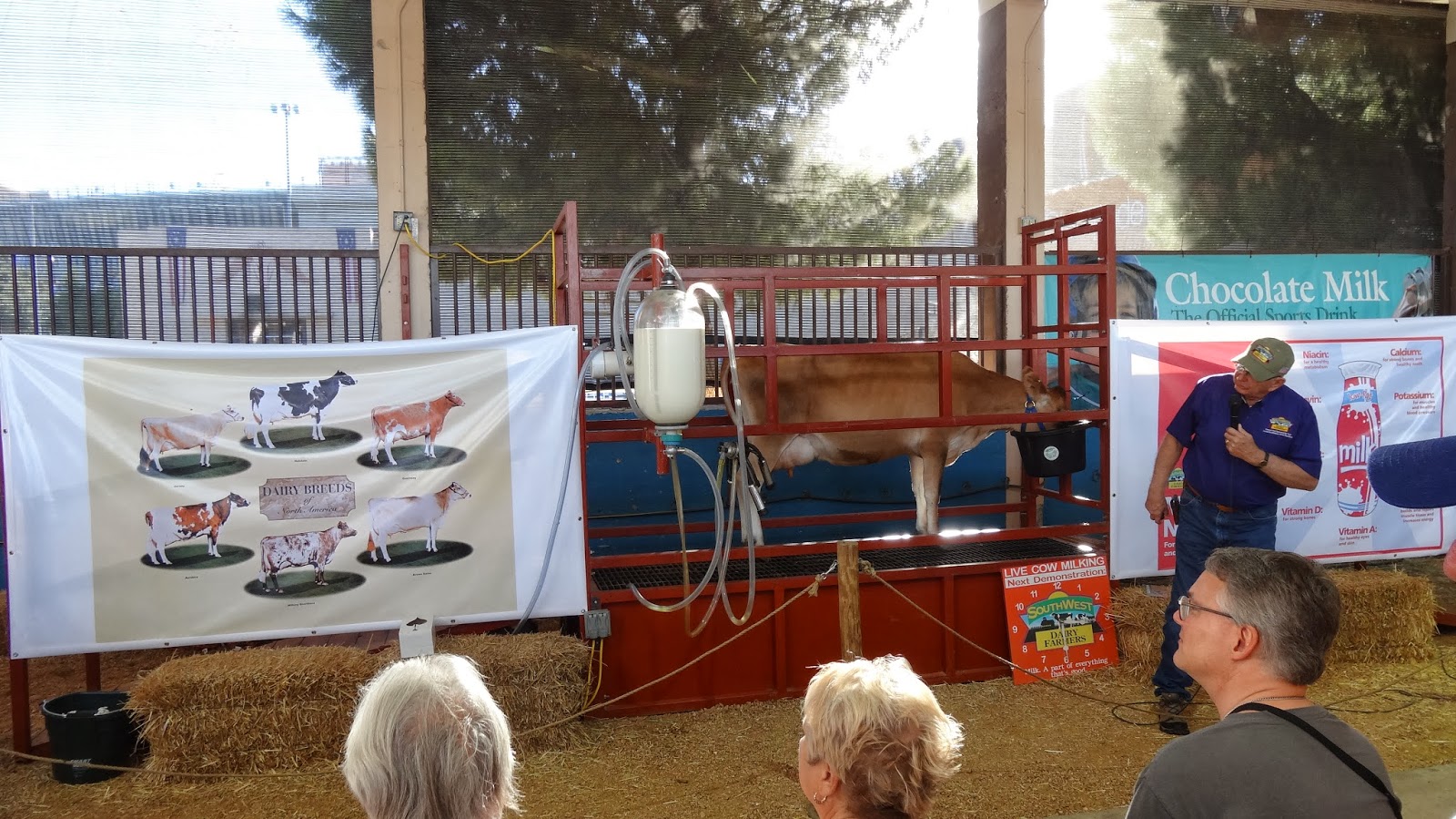 State Fair of Texas 2013: Milking Demonstration at the Texas State Fair ...