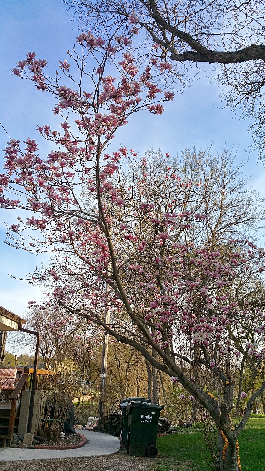 History and Culture by Bicycle: Magnolia Trees of Iowa: 36th Street in ...