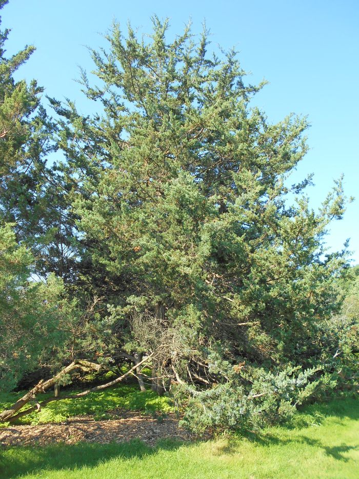 Future Plants by Randy Stewart: Junipers for all Landscapes