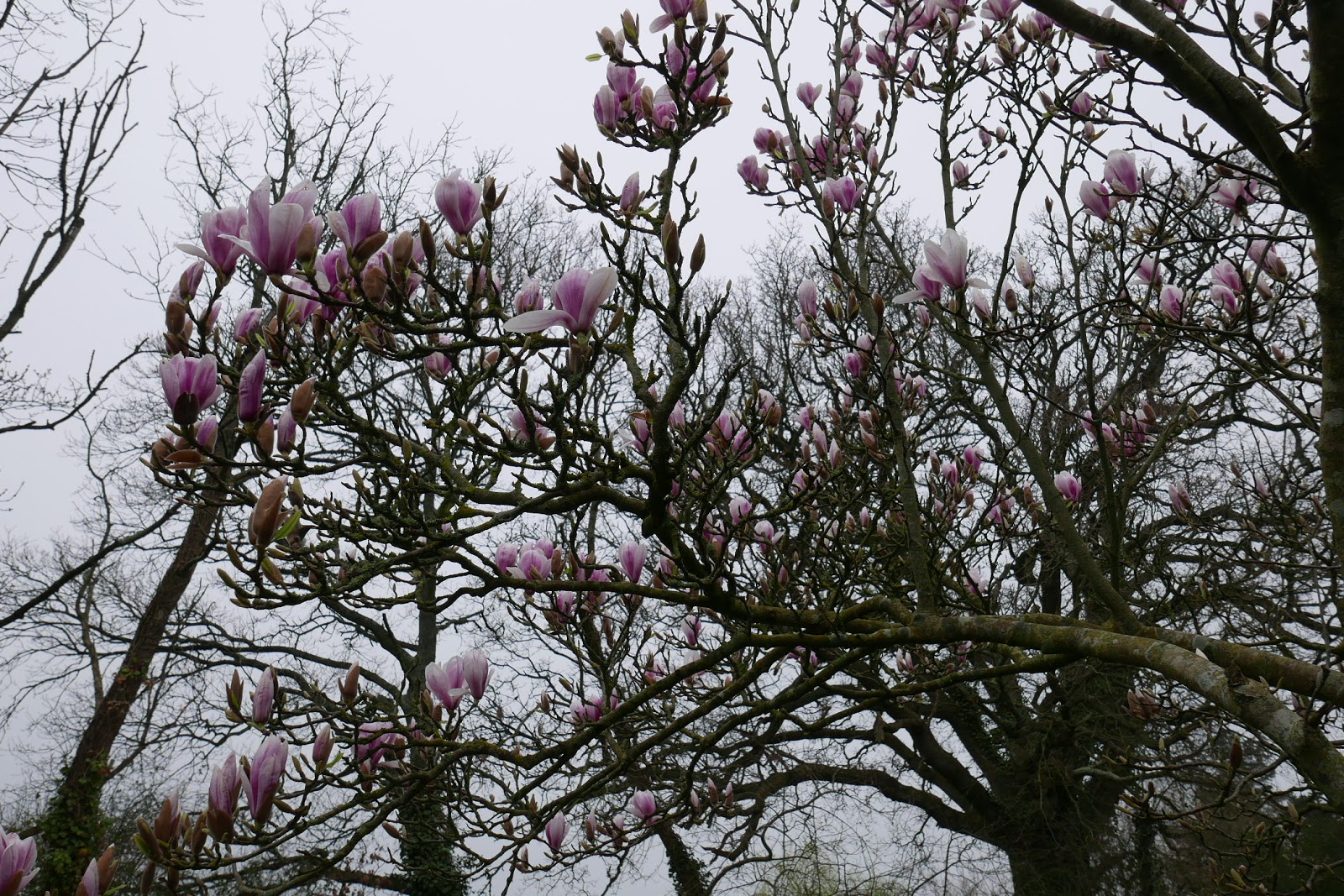 365 Days.: Magnolias, stunning blossoming trees!