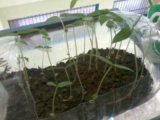 Gardening by the G-Fource: Day 7 - Monggo Project