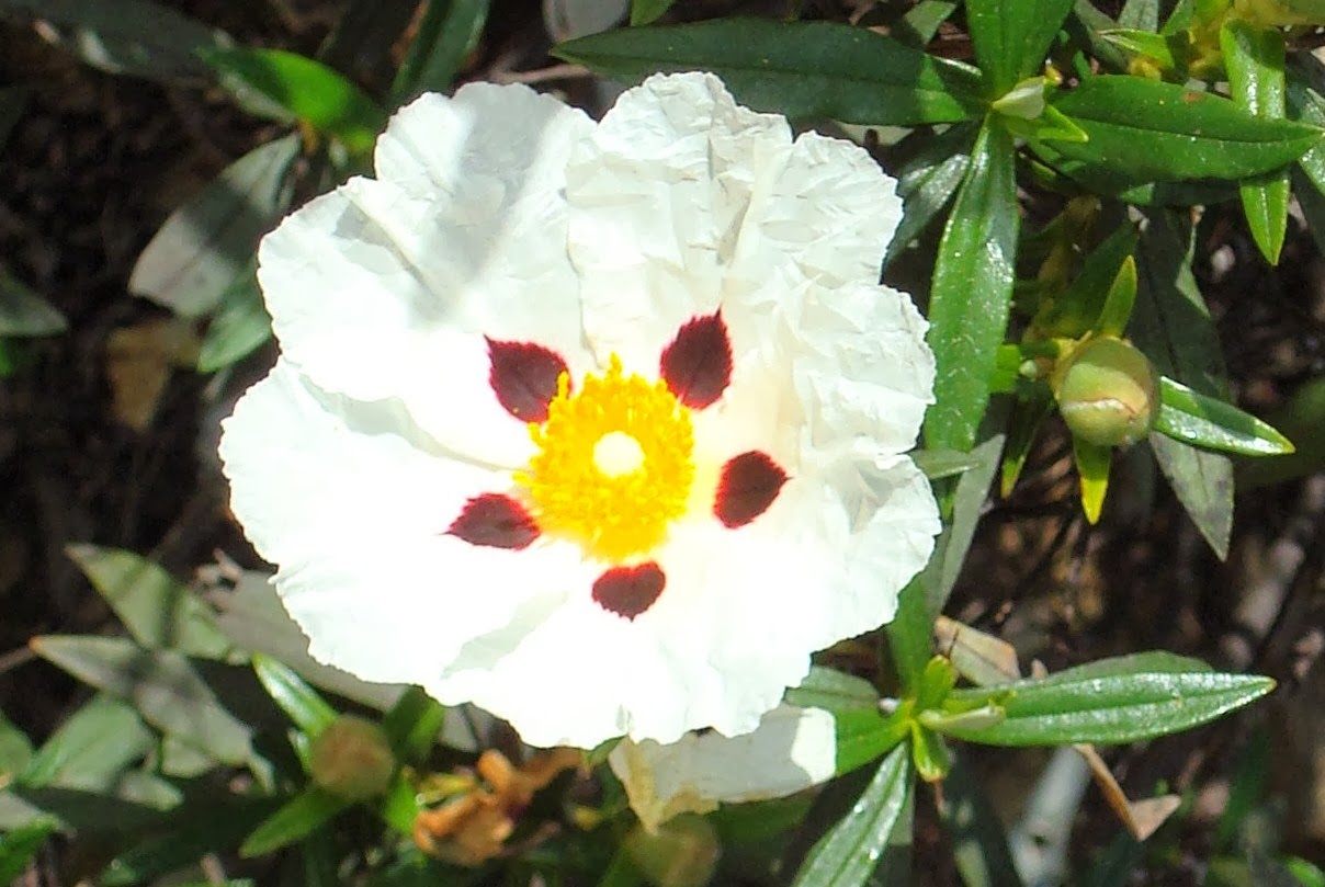 Flor de Jara: Floristeria Flor de Jara