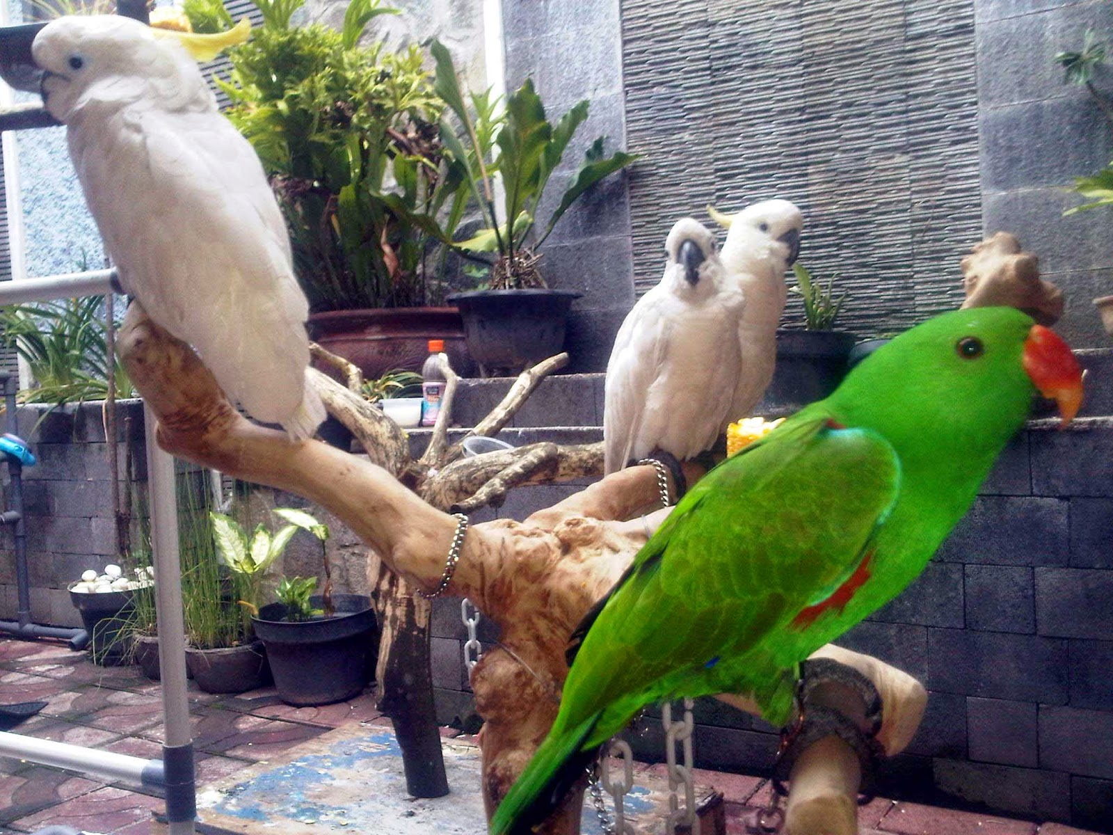 Burung Paruh Bengkok: Mengenal Burung Paruh Bengkok
