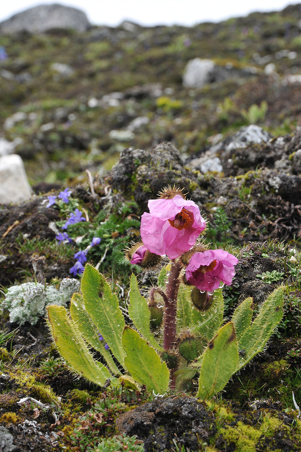 Meconopsis World - A Visual Reference: Meconopsis racemosa - Photos In ...