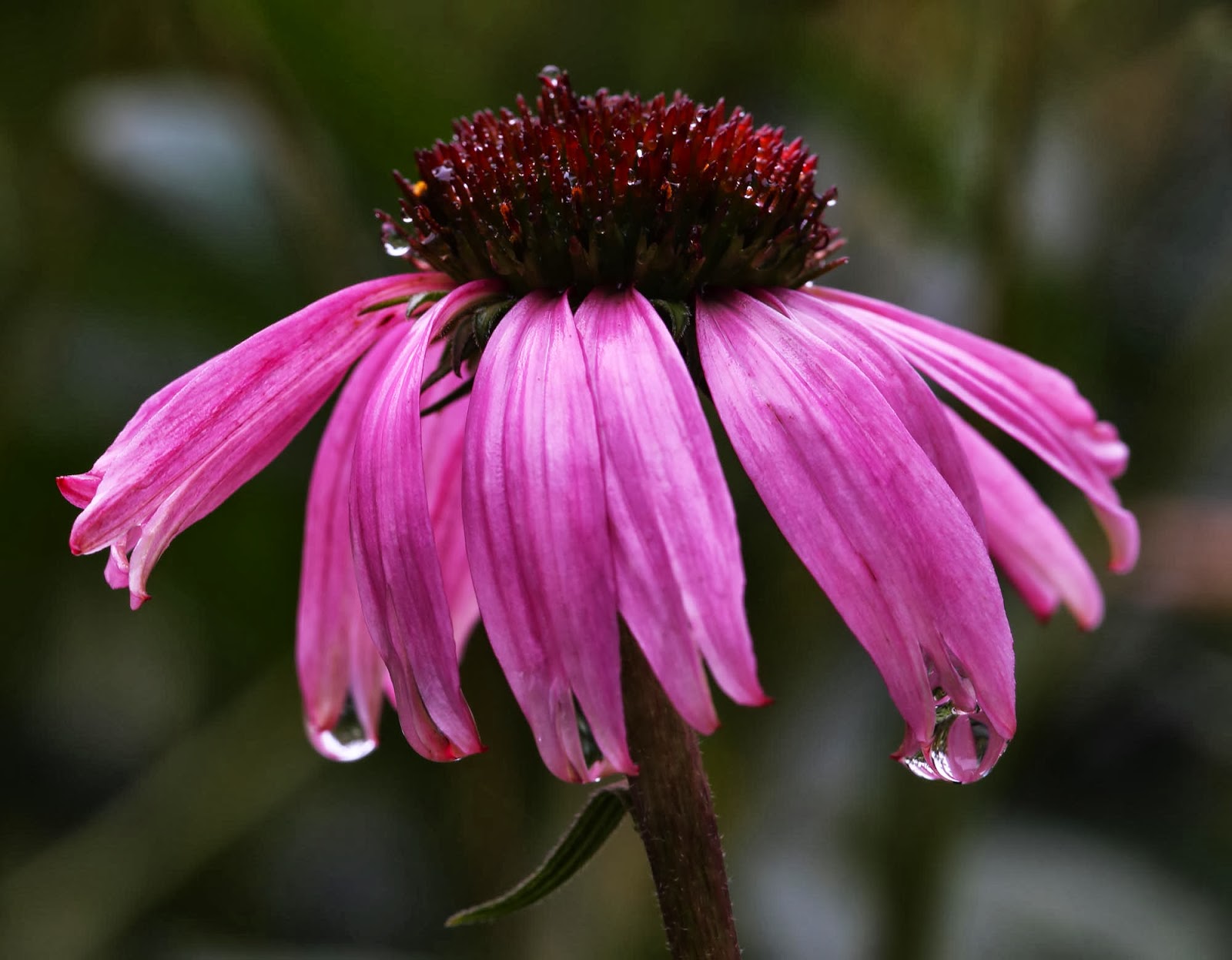 All of Nature: Late Fall Wildflowers In The Rain