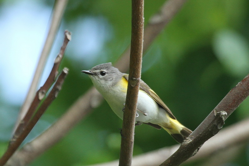 Tails of Birding: Warblers on the Way