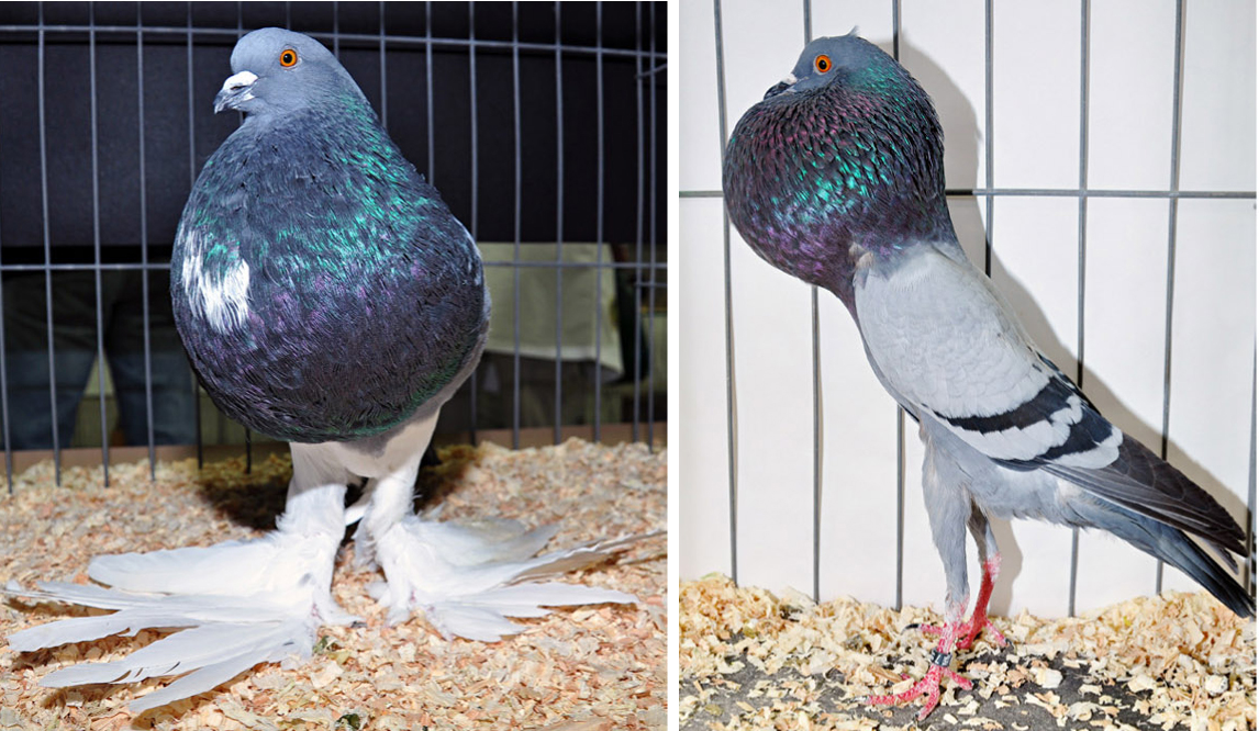 Ciência para Todos: Pombos: muda-se um gene, mudam-se os penteados