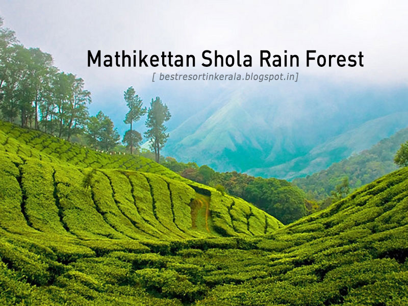 Mathikettan Shola Rain Forest - Best Resort in Kerala