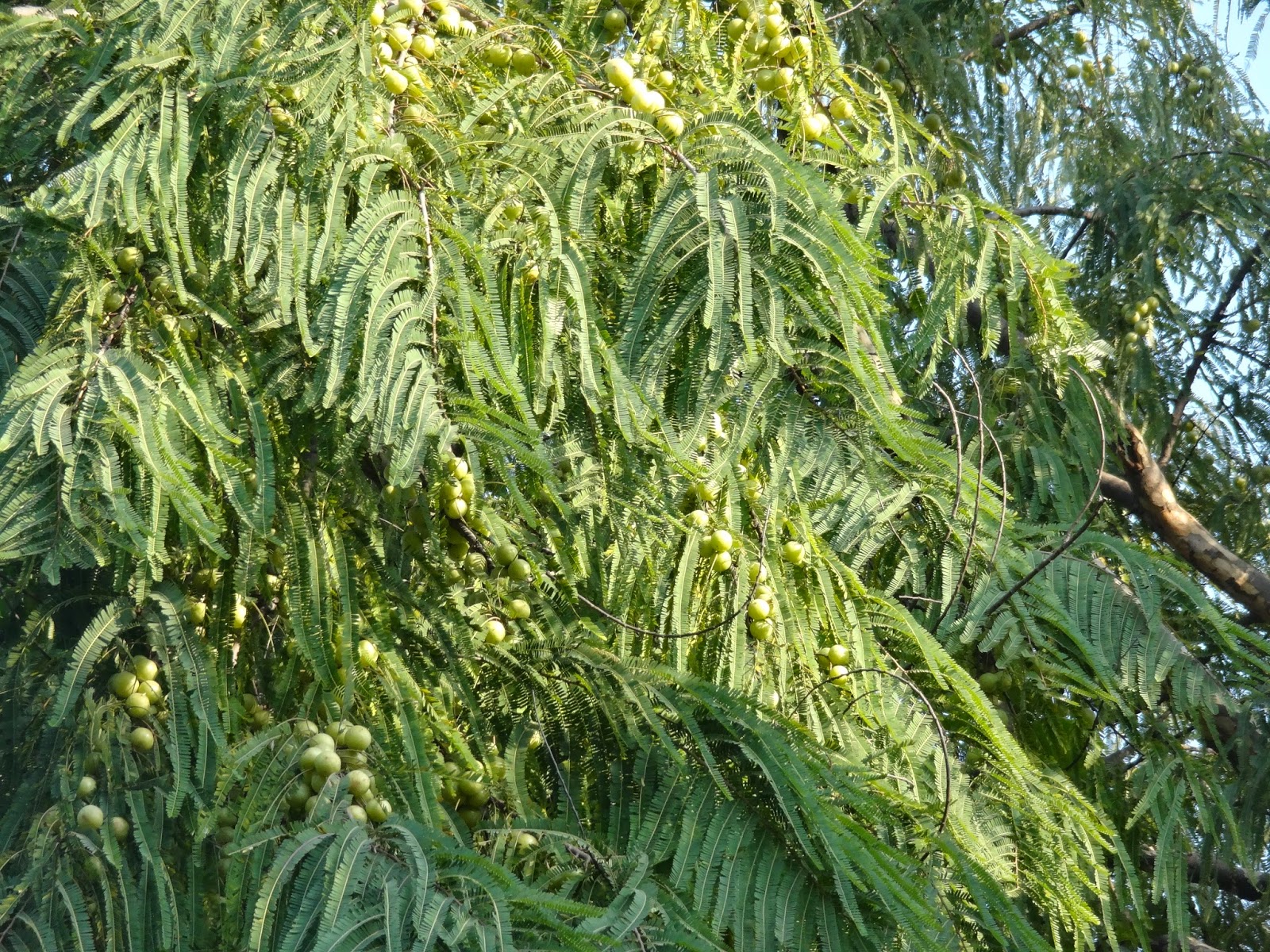Plants of Lahore: Amla tree- Phyllanthus emblica- Indian Gooseberry ...