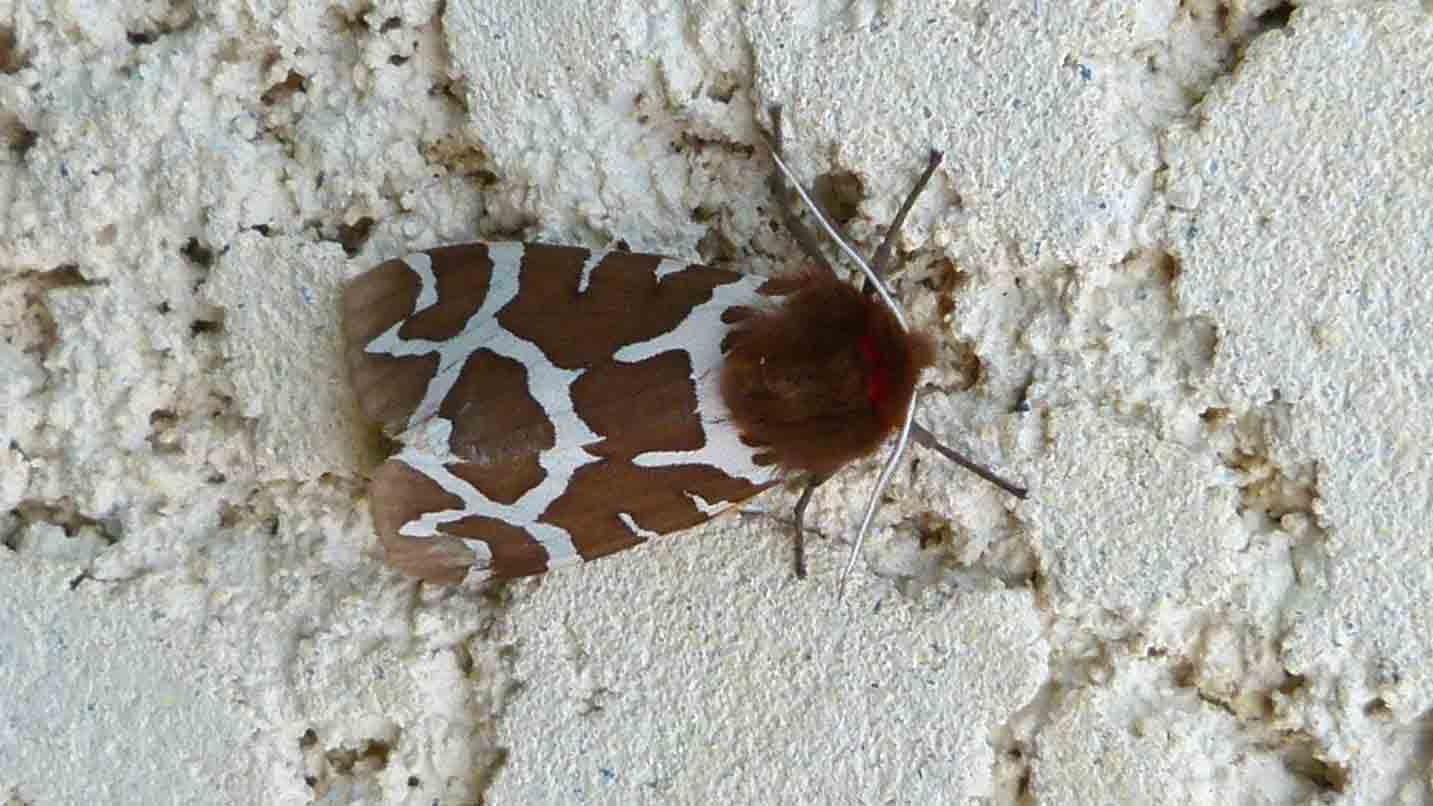 Faune Flore d'Ul: L’écaille martre - écaille hérissonne