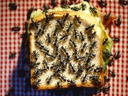 Comer formiga faz bem para a visão?