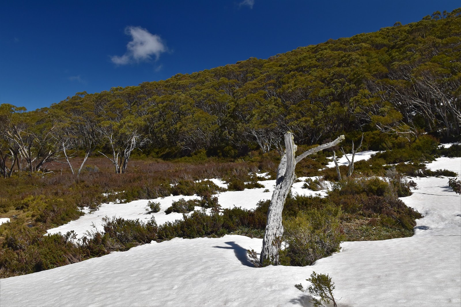 Goin' Feral One Day At A Time: Baw Baw Village Circuit, Baw Baw ...